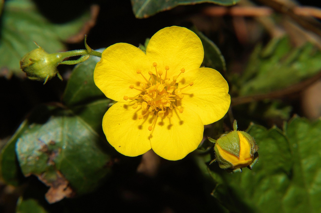 Winterlinge Eranthis Hyemalis - Kostenloses Foto auf Pixabay - Pixabay