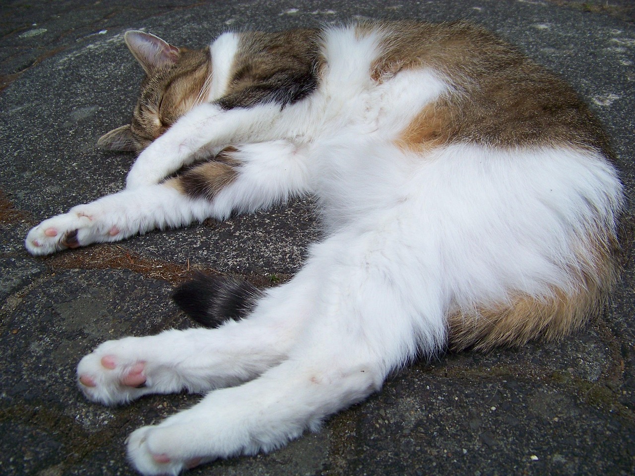 Cat Playful Domestic Animal - Free photo on Pixabay - Pixabay
