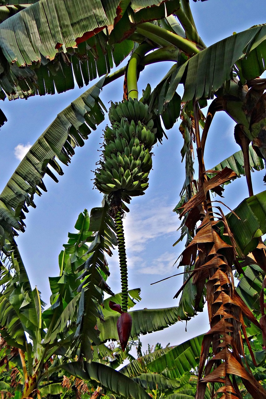 Banaan Bloem Bananen - Gratis foto op Pixabay - Pixabay