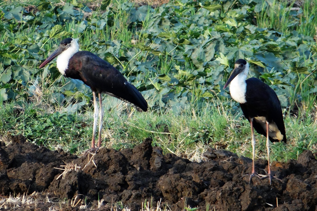 Woolly-Necked Stork Bishop - Free photo on Pixabay