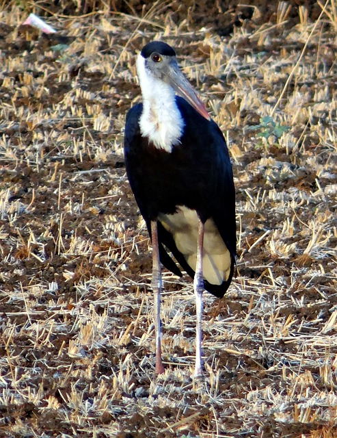 Woolly-Necked Stork Bishop - Free photo on Pixabay - Pixabay