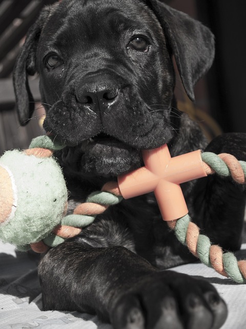 Chiot Animal Animaux - Photo gratuite sur Pixabay - Pixabay