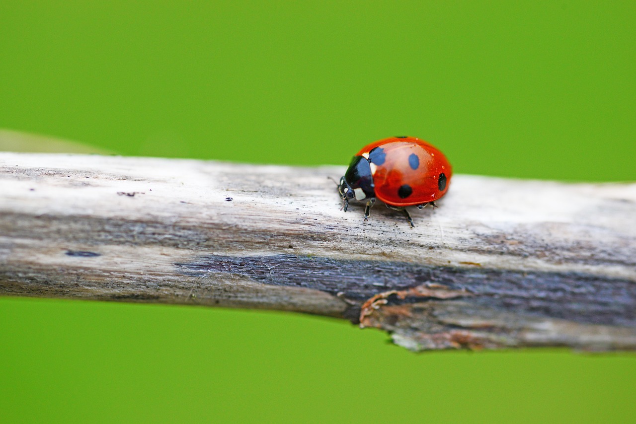 Ladybird Seven-Spot - Free photo on Pixabay