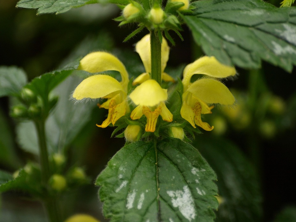 Yellow Dead Nettle - Free photo on Pixabay