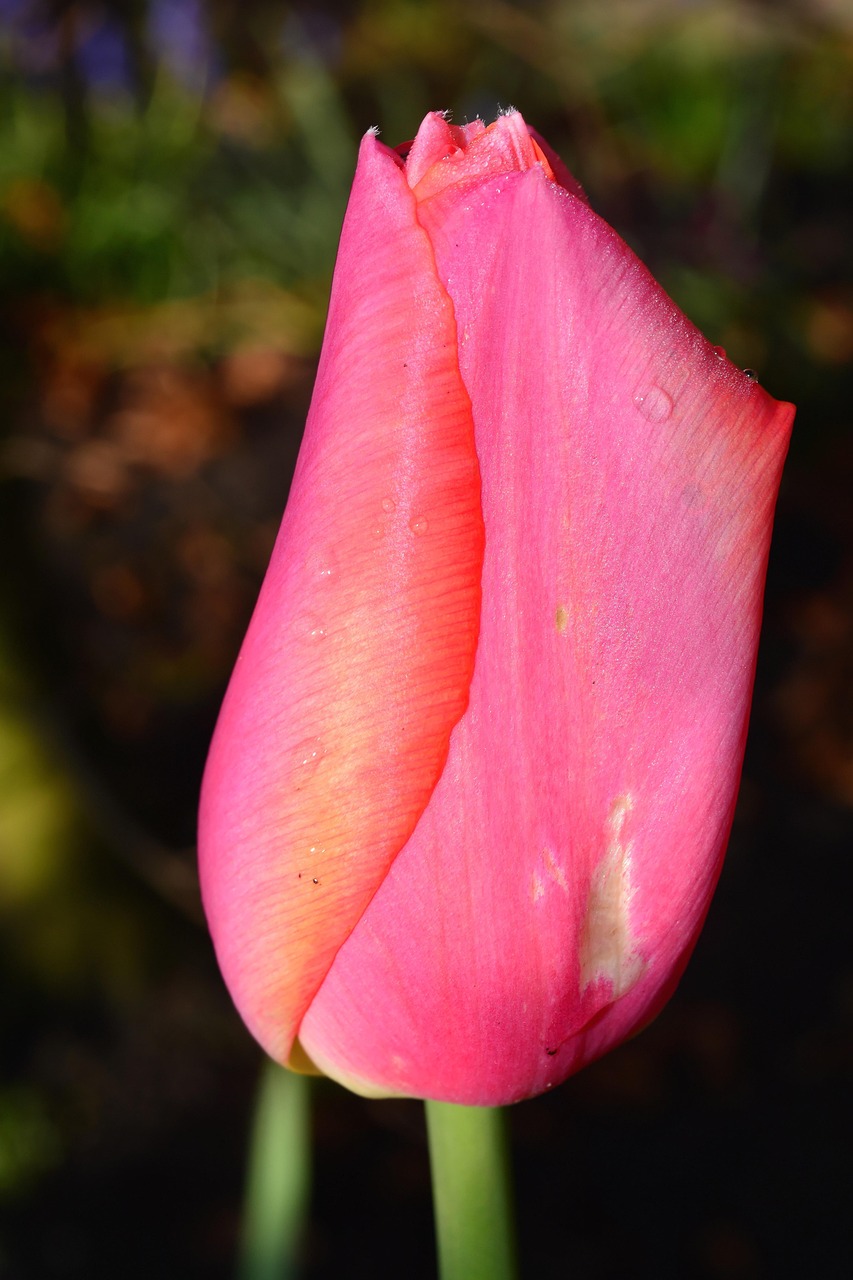 Tulip Blossom Bloom - Free photo on Pixabay - Pixabay