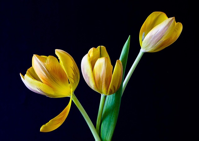 100,000+ Free Yellow Tulip & Tulip Images - Pixabay