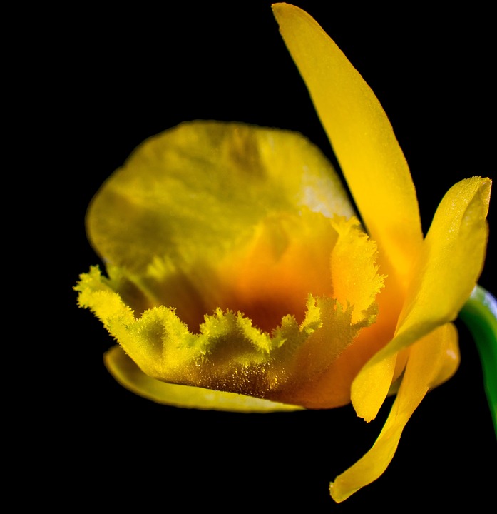 Wilde Orchidee Blüte - Kostenloses Foto auf Pixabay