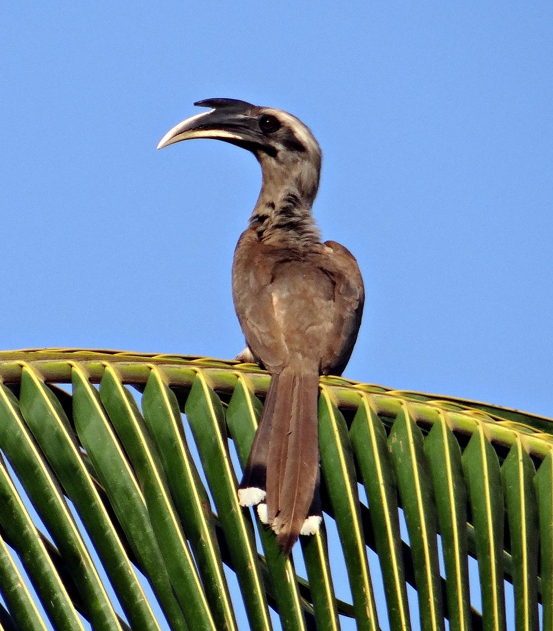 300+ Free Hornbill & Bird Images - Pixabay