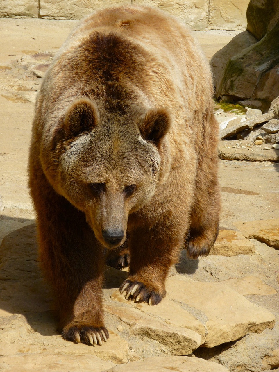 Grizzly Bear Wild - Free photo on Pixabay