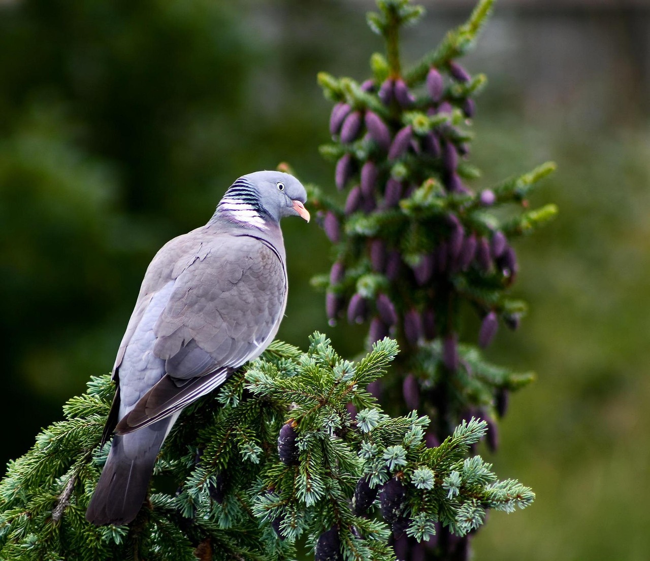 Paloma Pájaro Animal - Foto gratis en Pixabay - Pixabay