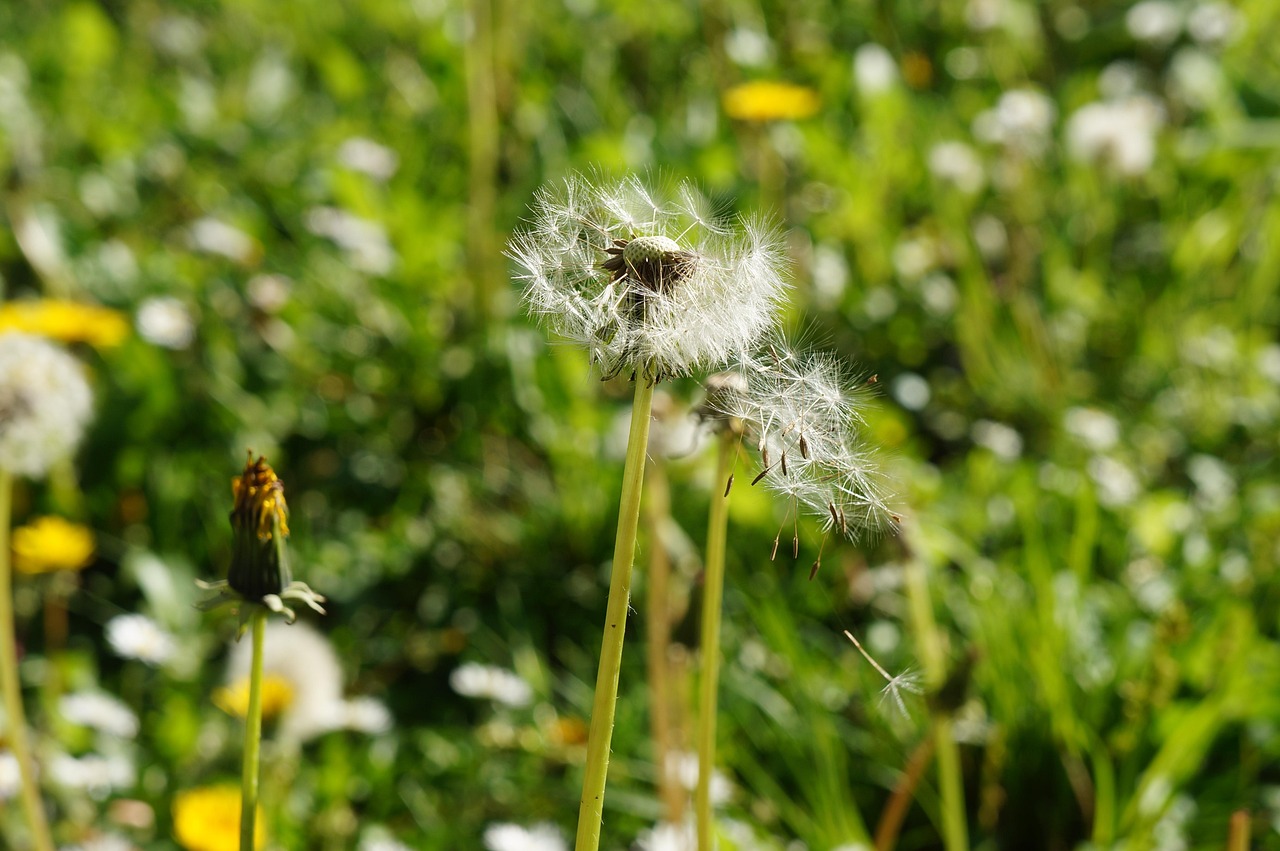 Dandelion Nature Flower - Free photo on Pixabay - Pixabay