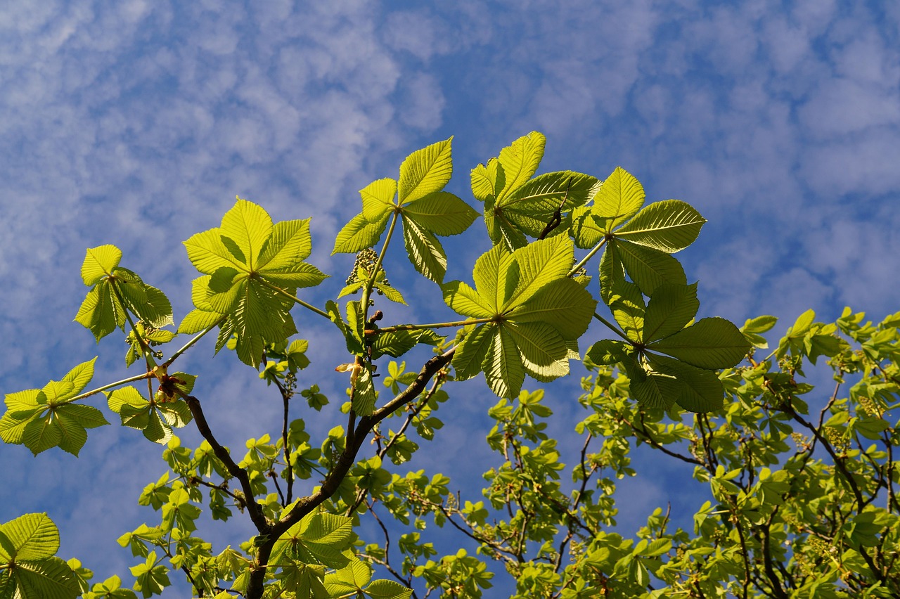 Chestnut Leaves - Free photo on Pixabay - Pixabay