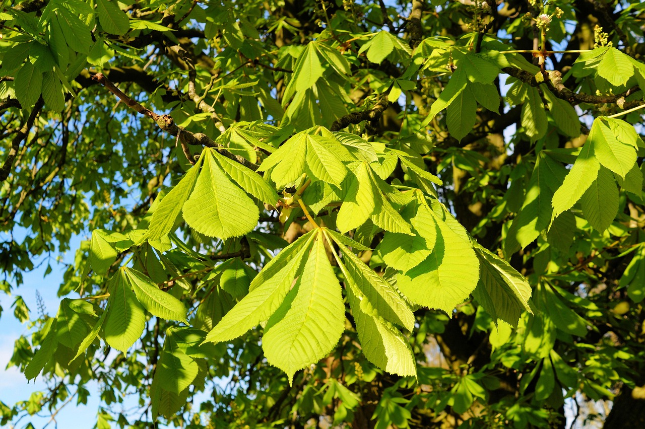 Arbol De Castaño Indias - Foto gratis en Pixabay