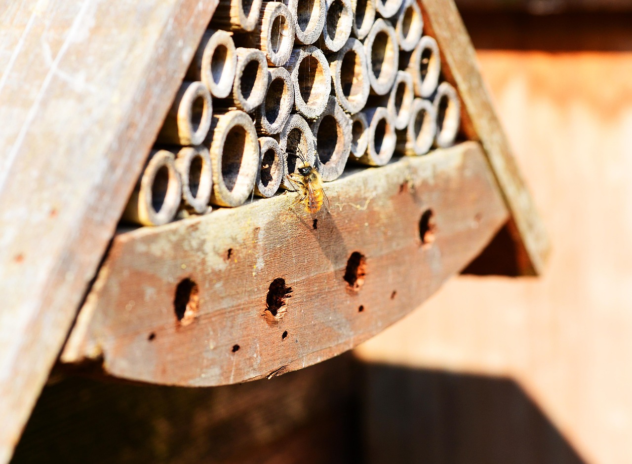 Red Mason Bee Osmia Rufa - Free photo on Pixabay - Pixabay