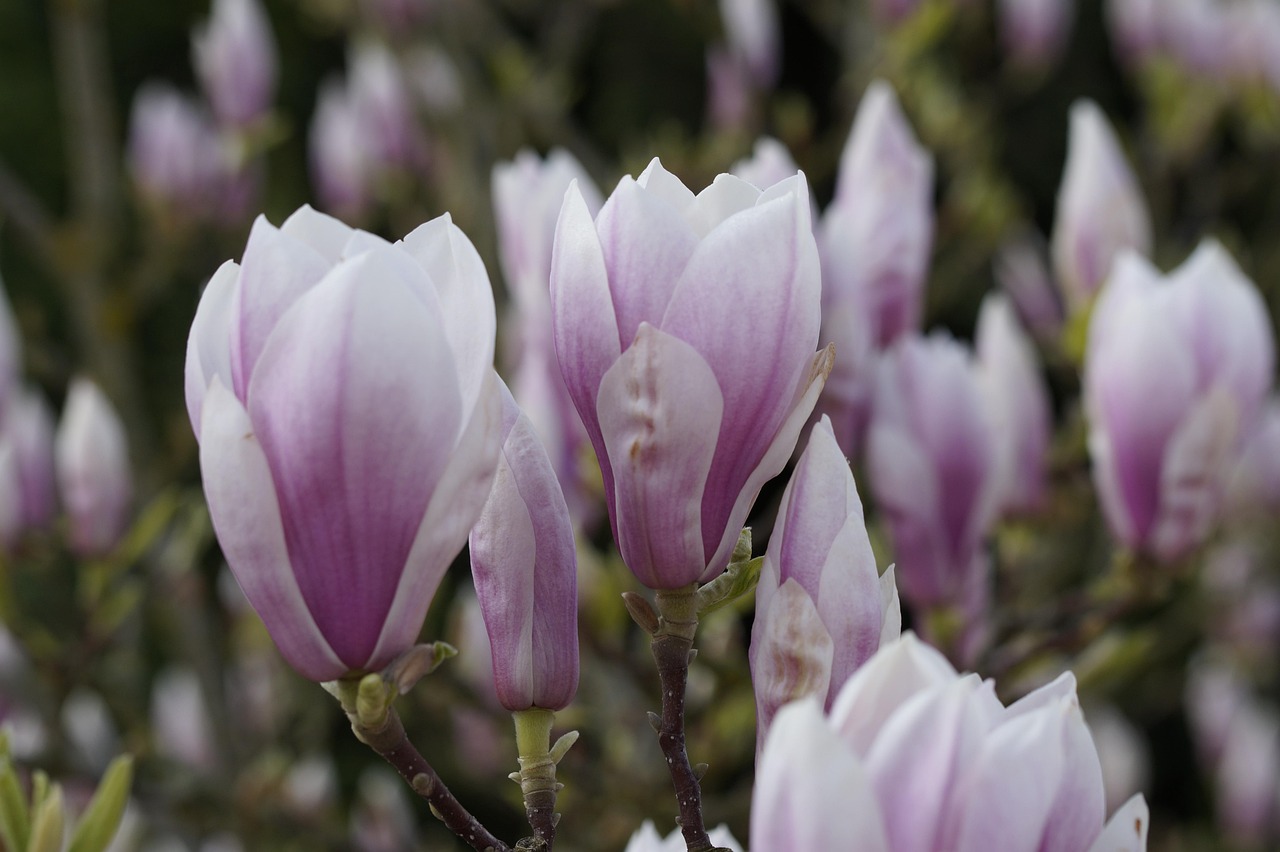 3,000+ Free Magnolia & Nature Images - Pixabay