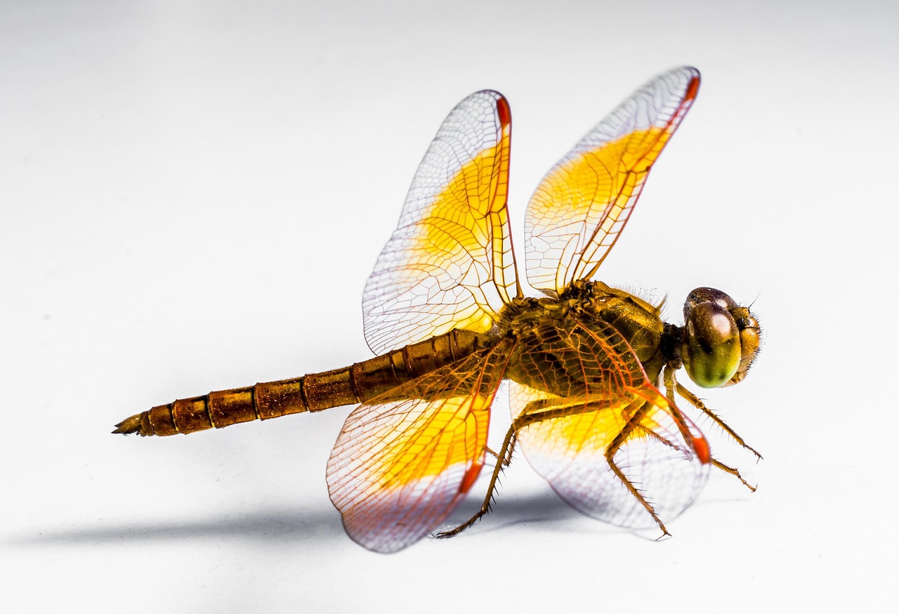 1,000+ Free Dragon Fly & Dragon Images - Pixabay