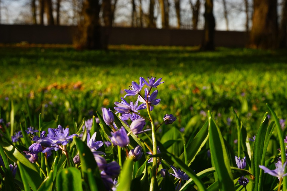 Blue Star Scilla Blossom - Free photo on Pixabay