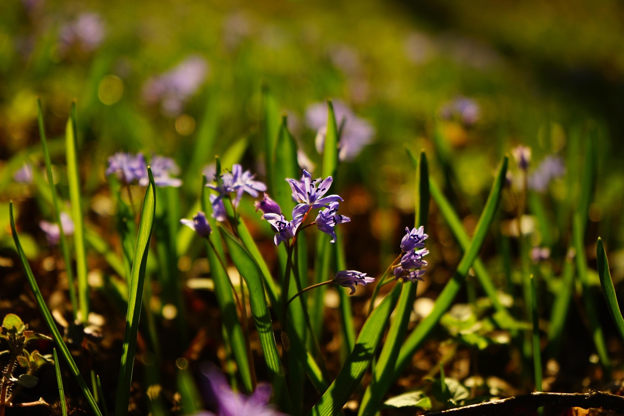 Estrella Azul Cebolla Albarrana - Foto gratis en Pixabay - Pixabay