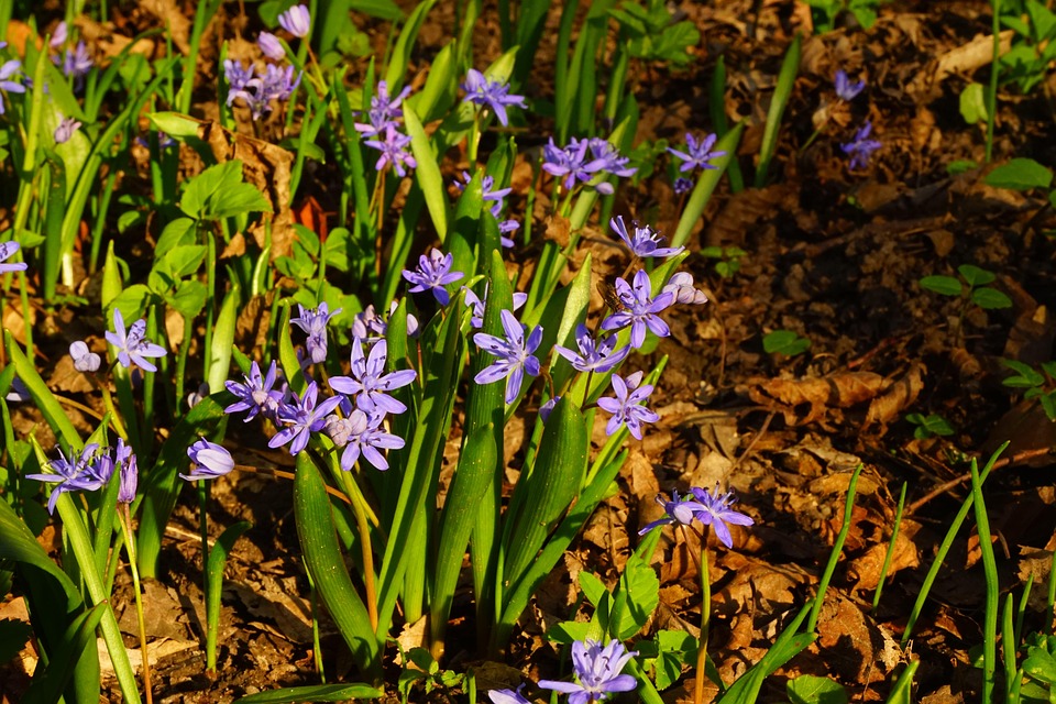 Blue Star Scilla Blossom - Free photo on Pixabay - Pixabay