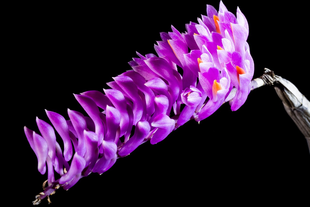 Wild Orchid Anggrek Mekar - Foto gratis di Pixabay - Pixabay