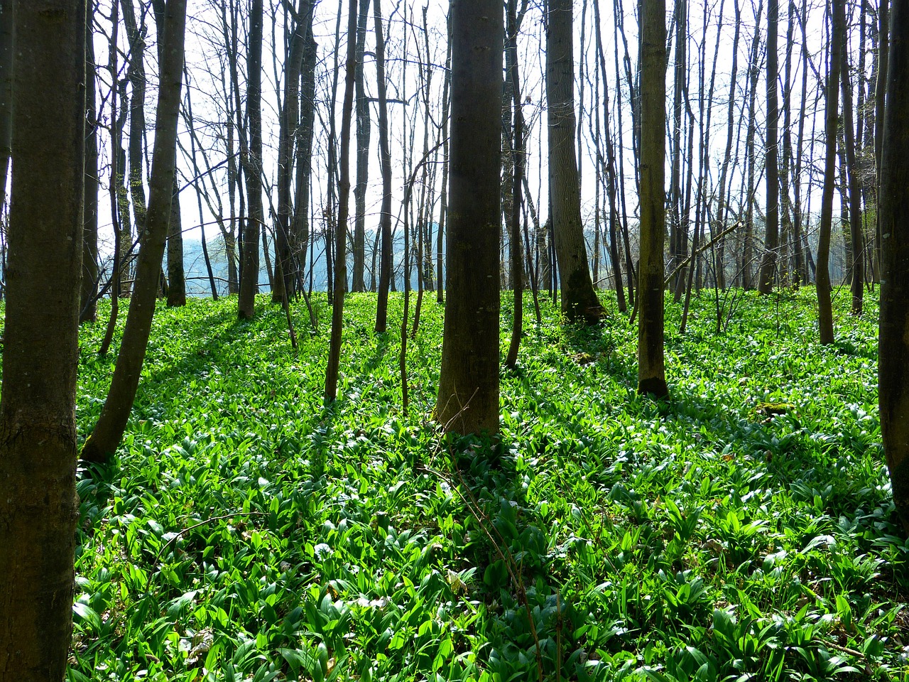 Wild Garlic Forest Plant Allium - Free photo on Pixabay - Pixabay