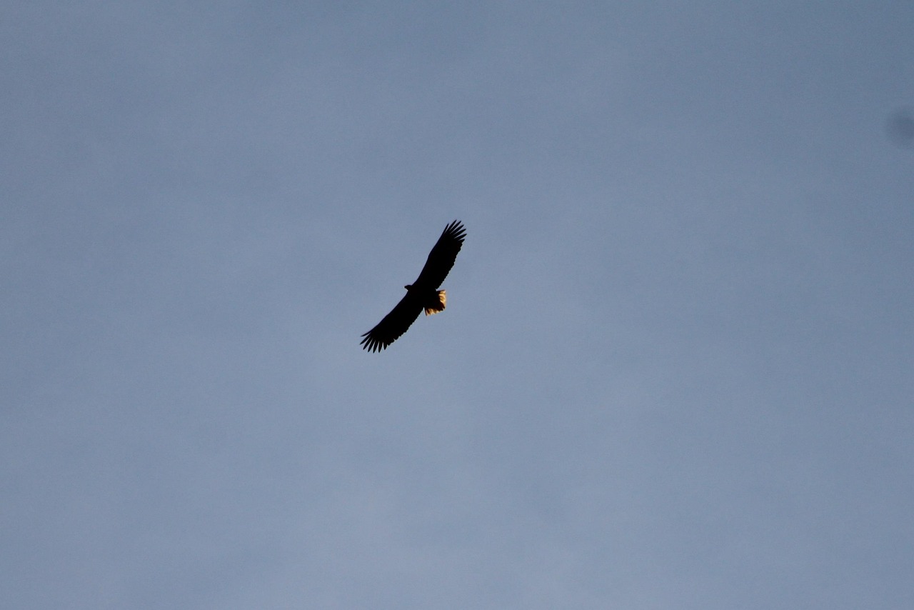 Eagle Bird Fly - Free photo on Pixabay