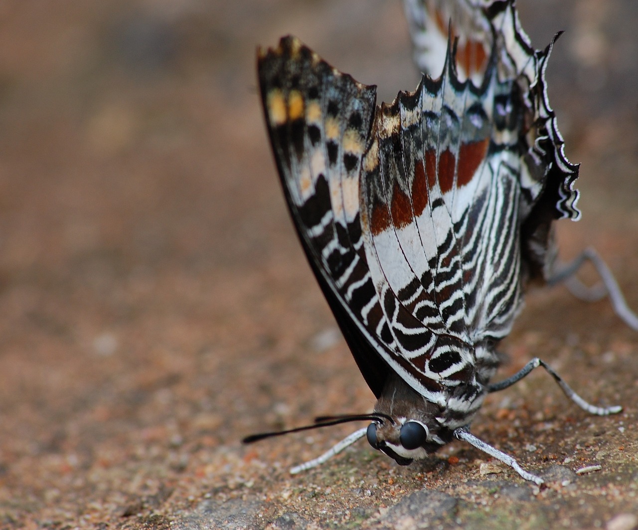 Más de 100 imágenes gratis de Torax y Insecto - Pixabay