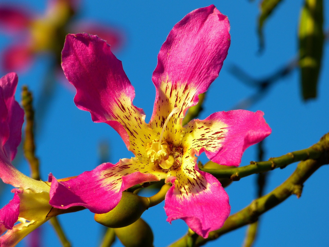 Kapok Tree Flower