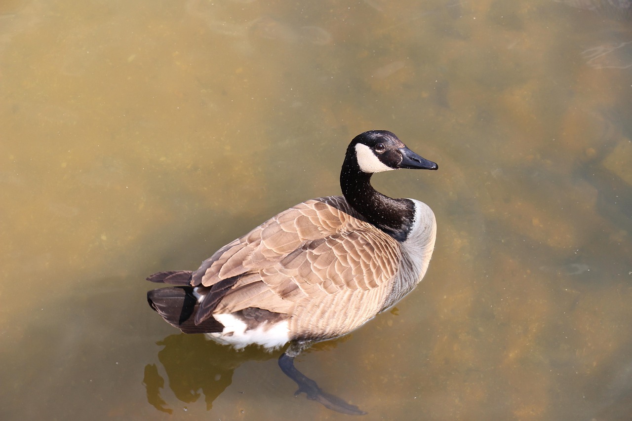 Bebek Besar Burung - Foto gratis di Pixabay - Pixabay