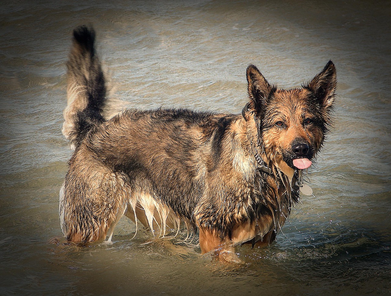 Anjing Air Laut - Foto gratis di Pixabay - Pixabay