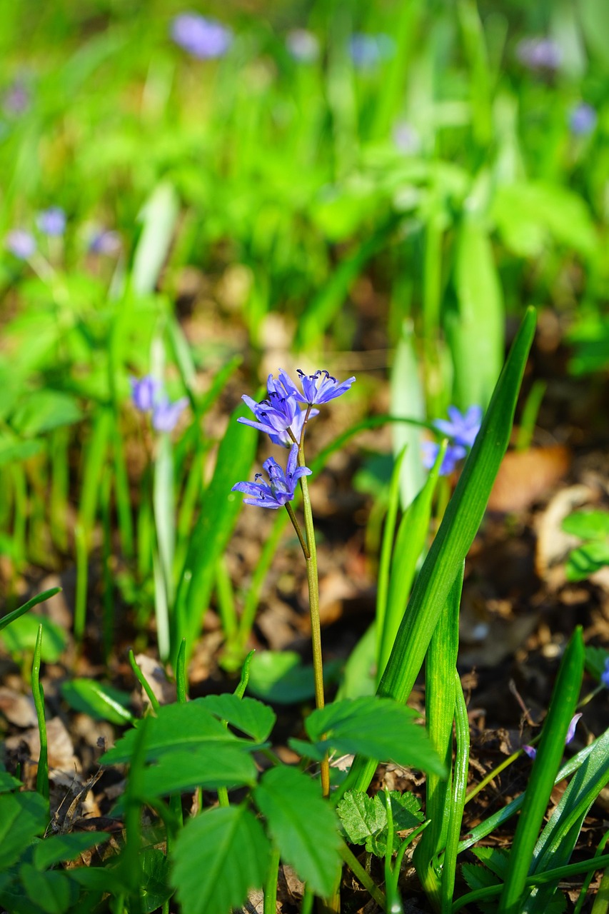 Estrella Azul Cebolla Albarrana - Foto gratis en Pixabay - Pixabay