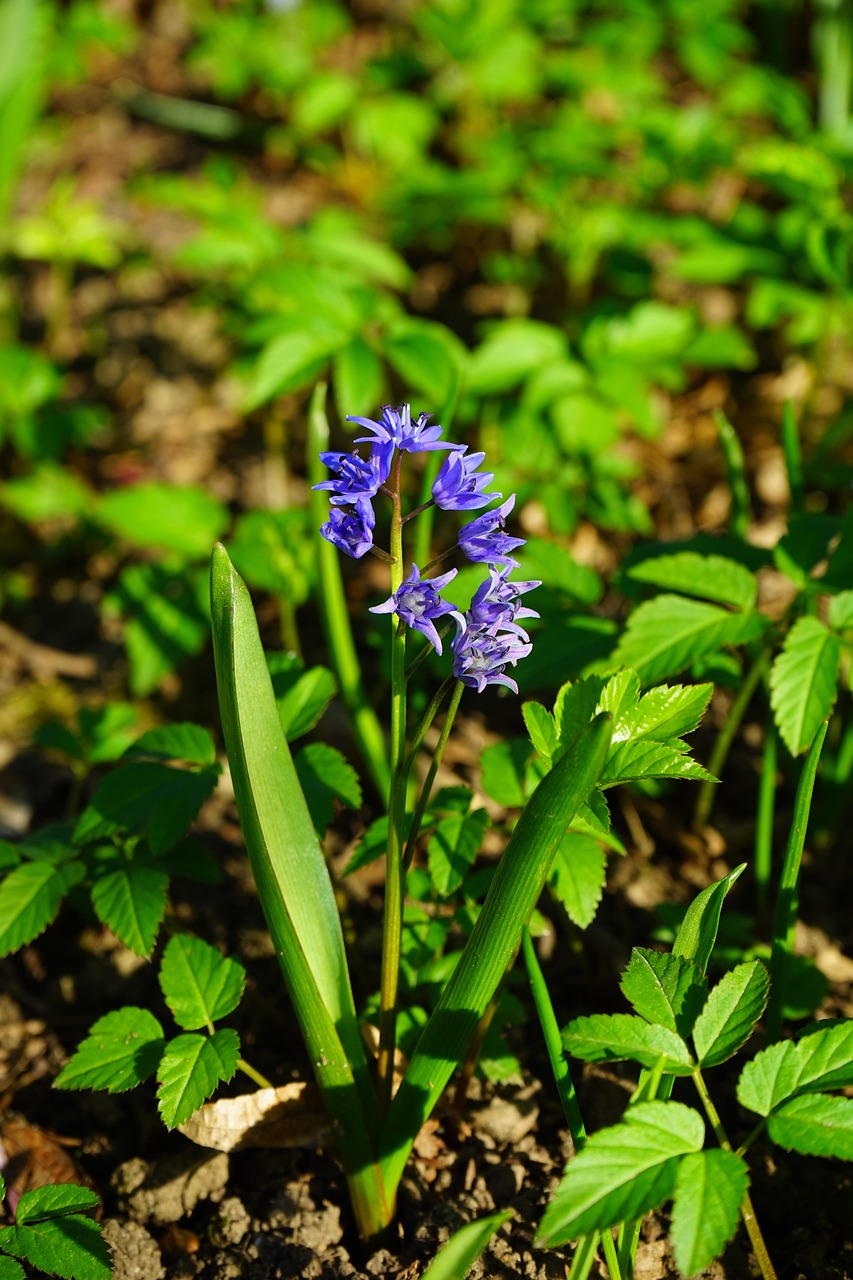 Blue Star Scilla Blossom - Free photo on Pixabay - Pixabay