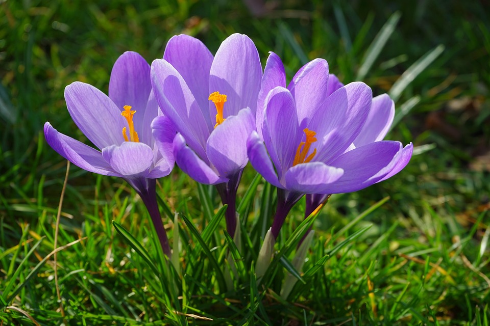Krokus Kwiaty Ro lin Darmowe Zdj cie Na Pixabay Krokus Kwiaty Ro lin Darmowe Zdj cie Na Pixabay