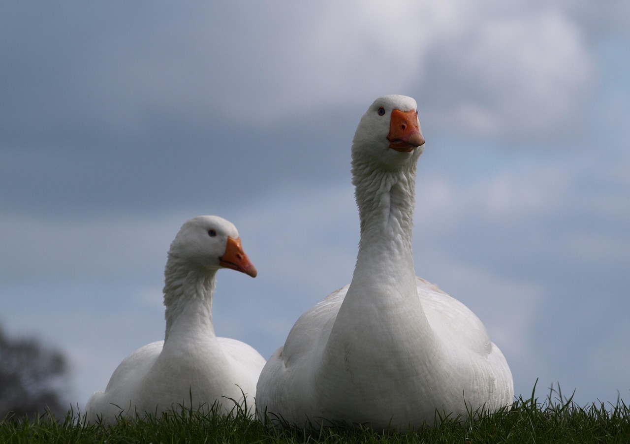 Gansos Ganso Aves De Corral - Foto gratis en Pixabay - Pixabay