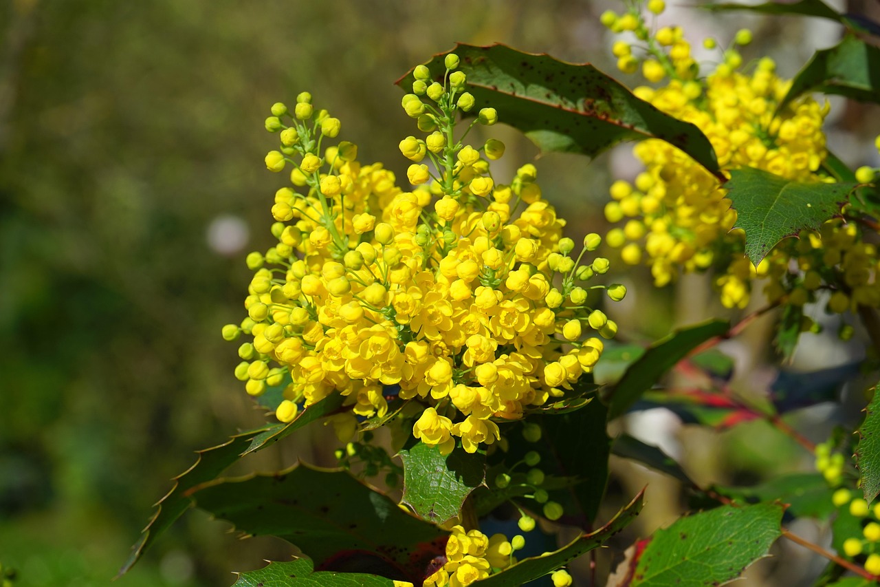 Ordinary Mahonia Mahonie Blossoms - Free photo on Pixabay