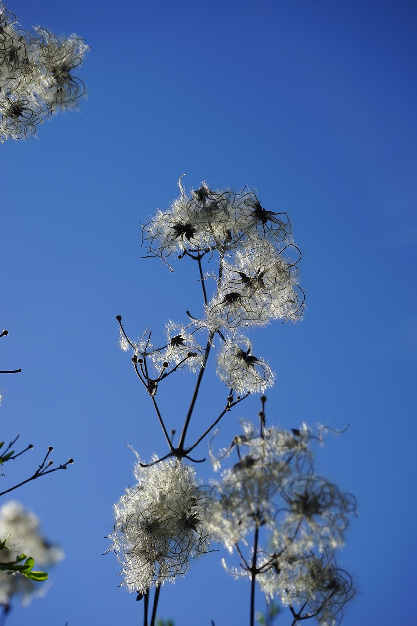 Common Clematis Fruit Stands - Free photo on Pixabay - Pixabay