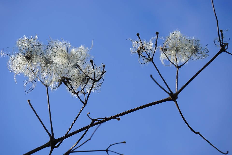 Common Clematis Fruit Stands - Free photo on Pixabay
