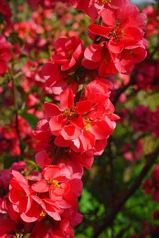30+ Free Japanese Ornamental Quince & Ornamental Quince Photos - Pixabay