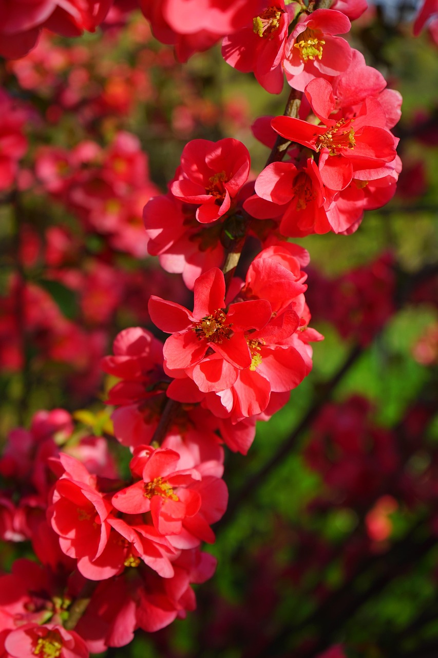 Coing Japonais Fleurs Branche - Photo gratuite sur Pixabay - Pixabay