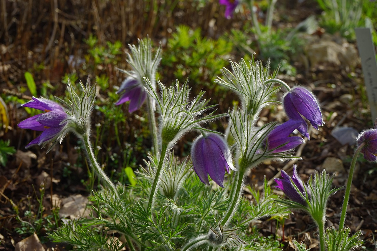 Common Pasque Flower Blossoms - Free photo on Pixabay - Pixabay