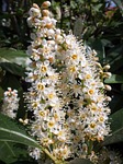 9 Laurel cherry Synonyms. Similar words for Laurel cherry.