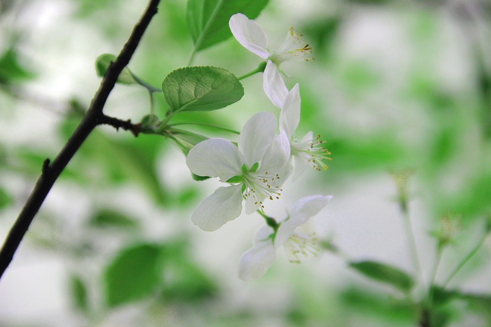 Verde Flores De Begonia - Foto gratis en Pixabay - Pixabay