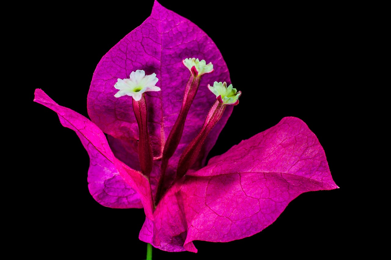 Bougainvillea Blossom Bloom - Free photo on Pixabay - Pixabay