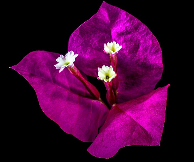 Bougainvillea Blossom Bloom - Free photo on Pixabay - Pixabay