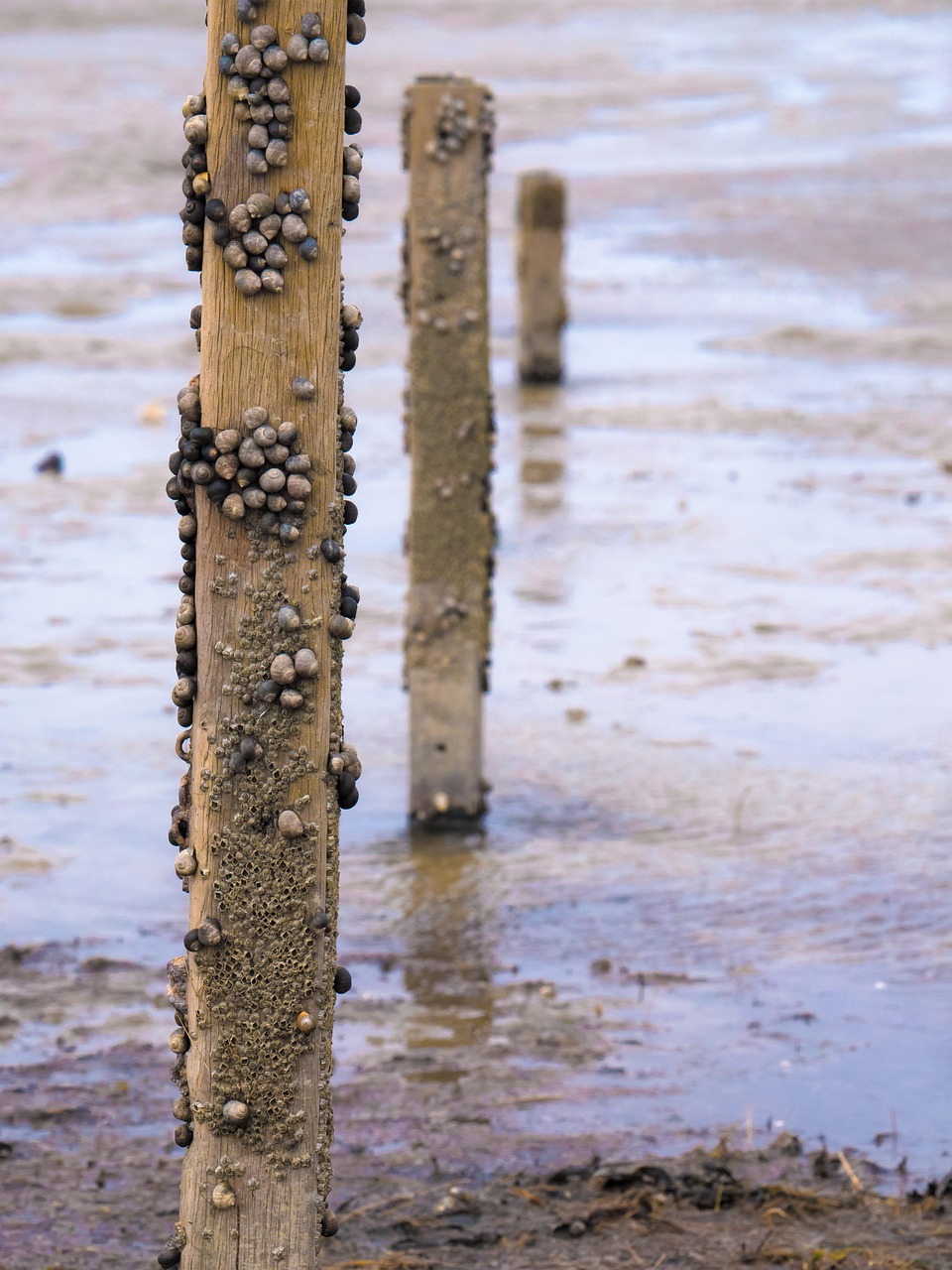 Water Post Snails North - Free photo on Pixabay - Pixabay
