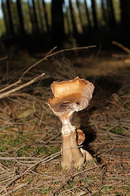 Cogumelo Natureza Floresta - Foto gratuita no Pixabay - Pixabay