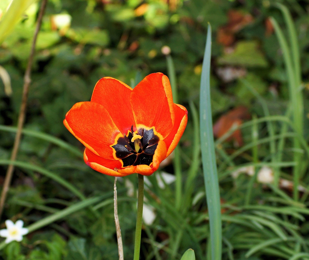 Tulppaani Kukka Punainen Keltainen - Ilmainen valokuva Pixabayssa - Pixabay