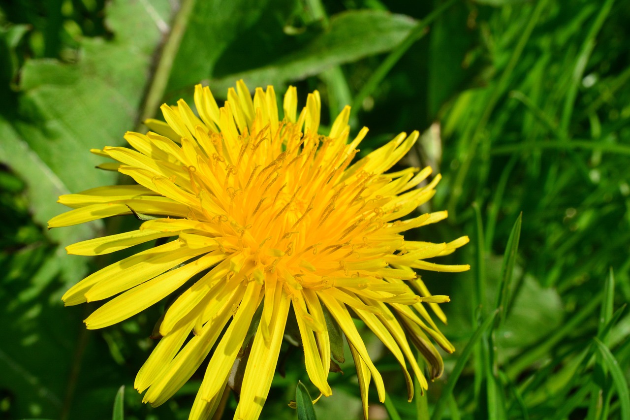 2.000+ kostenlose Pusteblume und Löwenzahn-Bilder - Pixabay