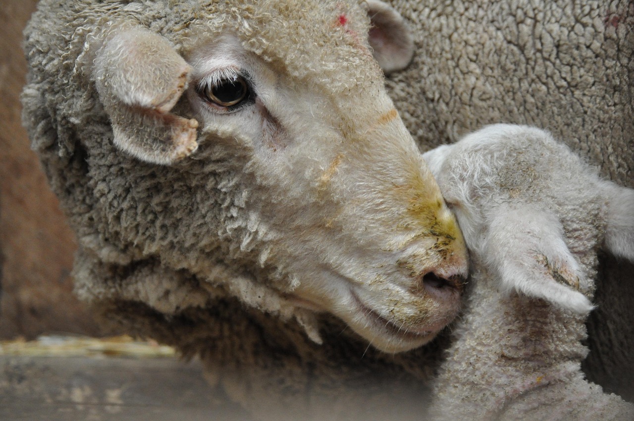 Lamb Sheep Animal - Free photo on Pixabay