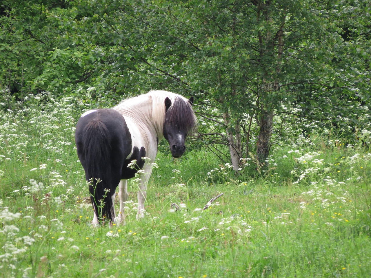 Horse Shettis Pasture - Free photo on Pixabay - Pixabay